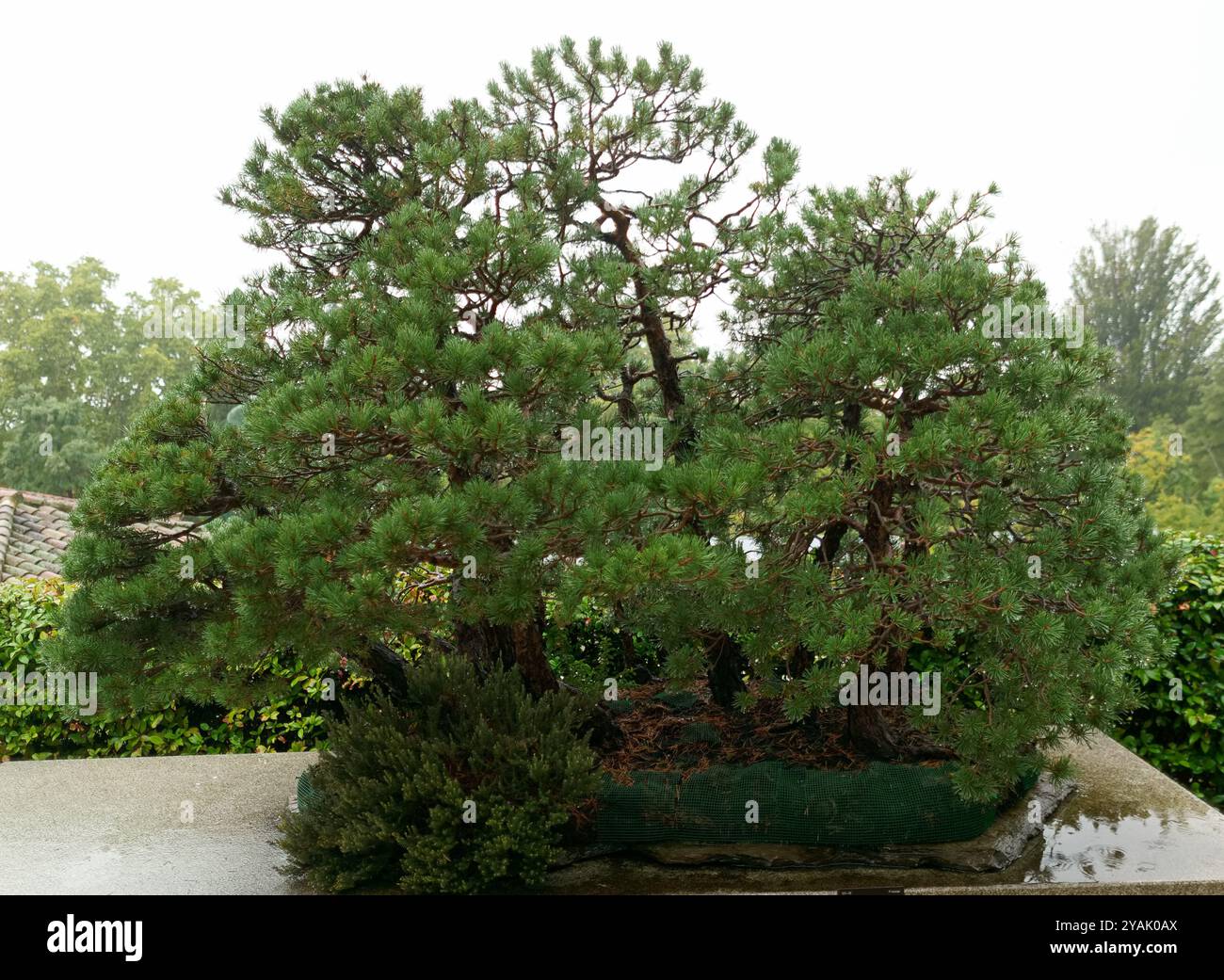 Beautiful dwarf bonsai tree in the Royal Park in Madrid, Spain Stock ...