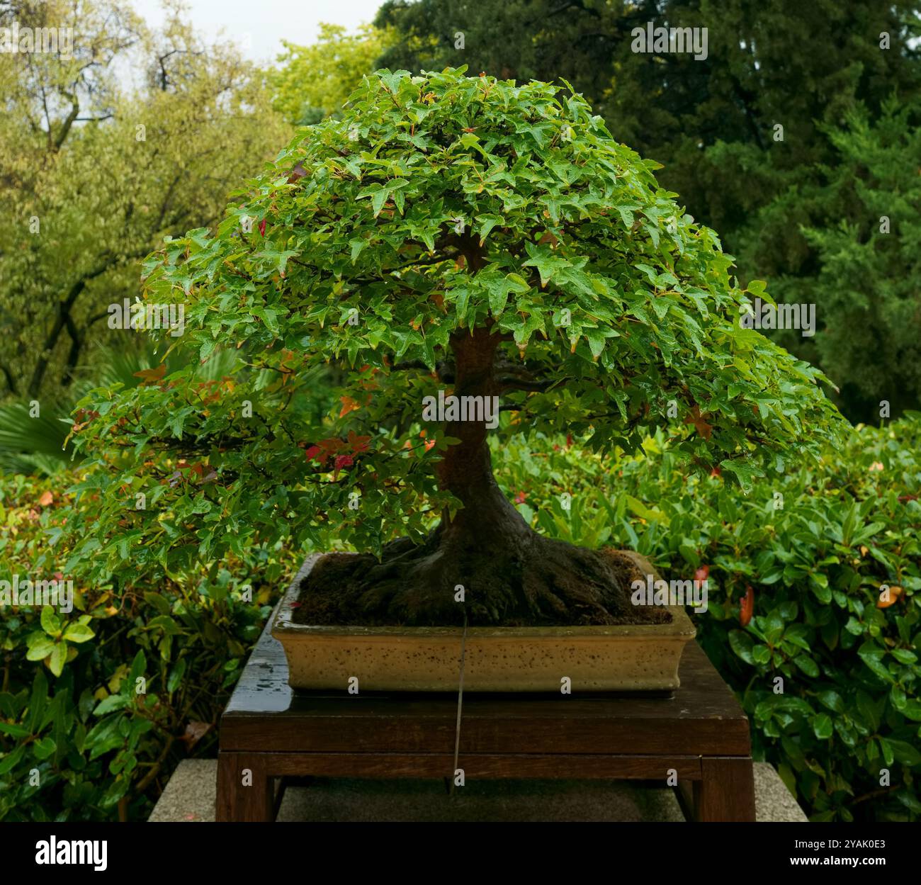 Beautiful dwarf bonsai tree in the Royal Park in Madrid, Spain Stock ...