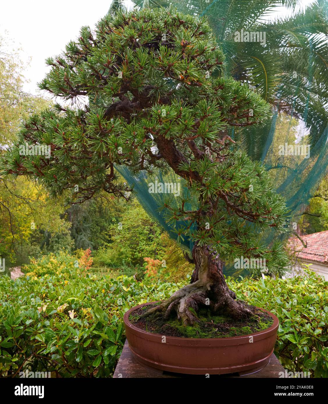 Beautiful dwarf bonsai tree in the Royal Park in Madrid, Spain Stock ...