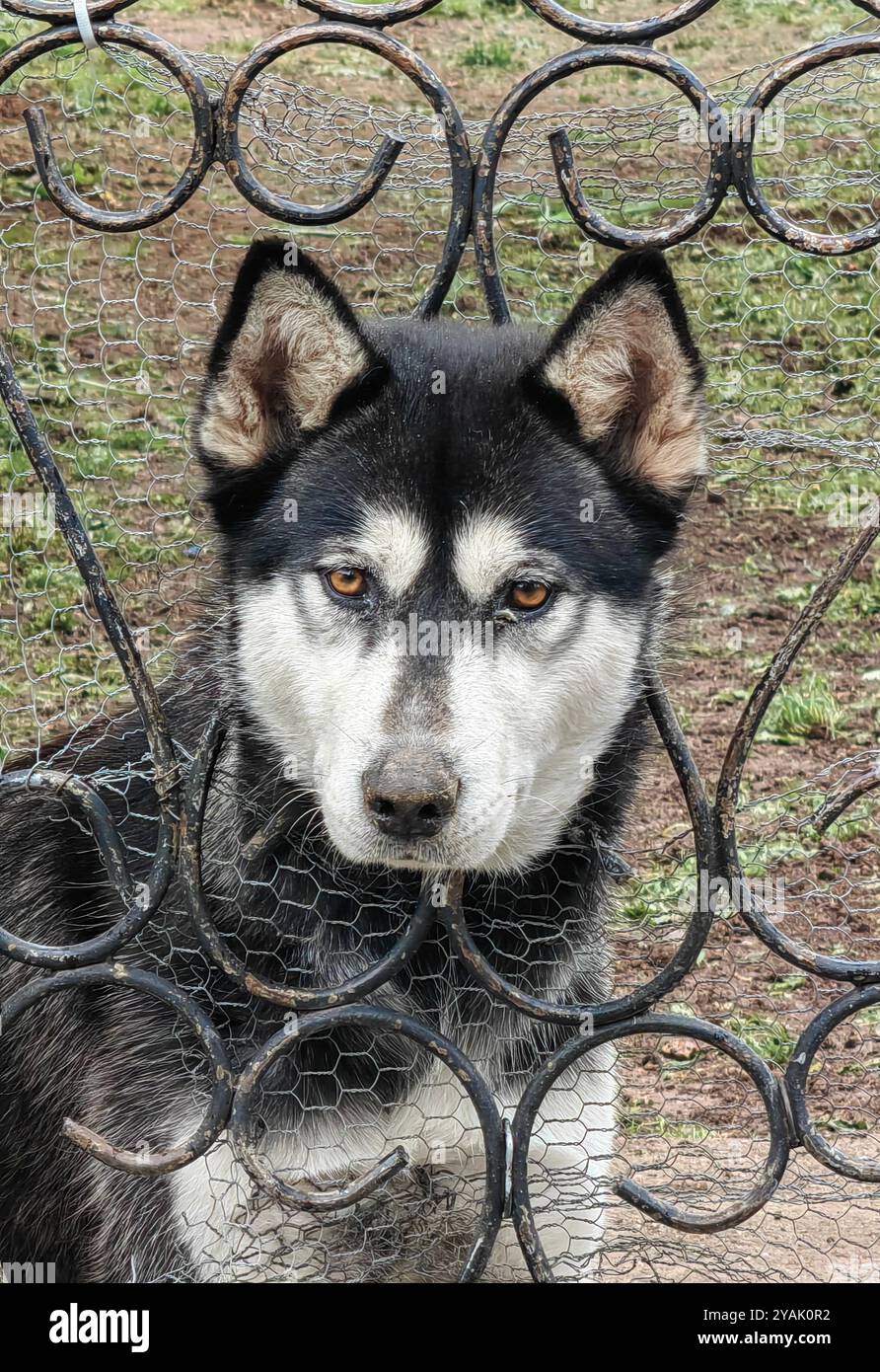 Portrait of the Cute Guardian at the Forged Gate: Alaskan Malamute and ...