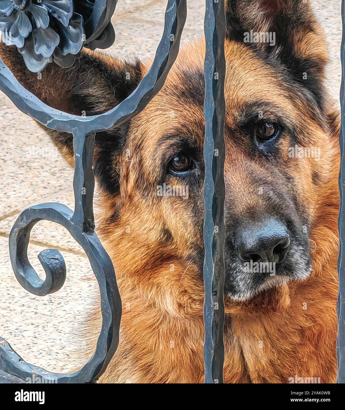 Smart door pet hi-res stock photography and images - Alamy