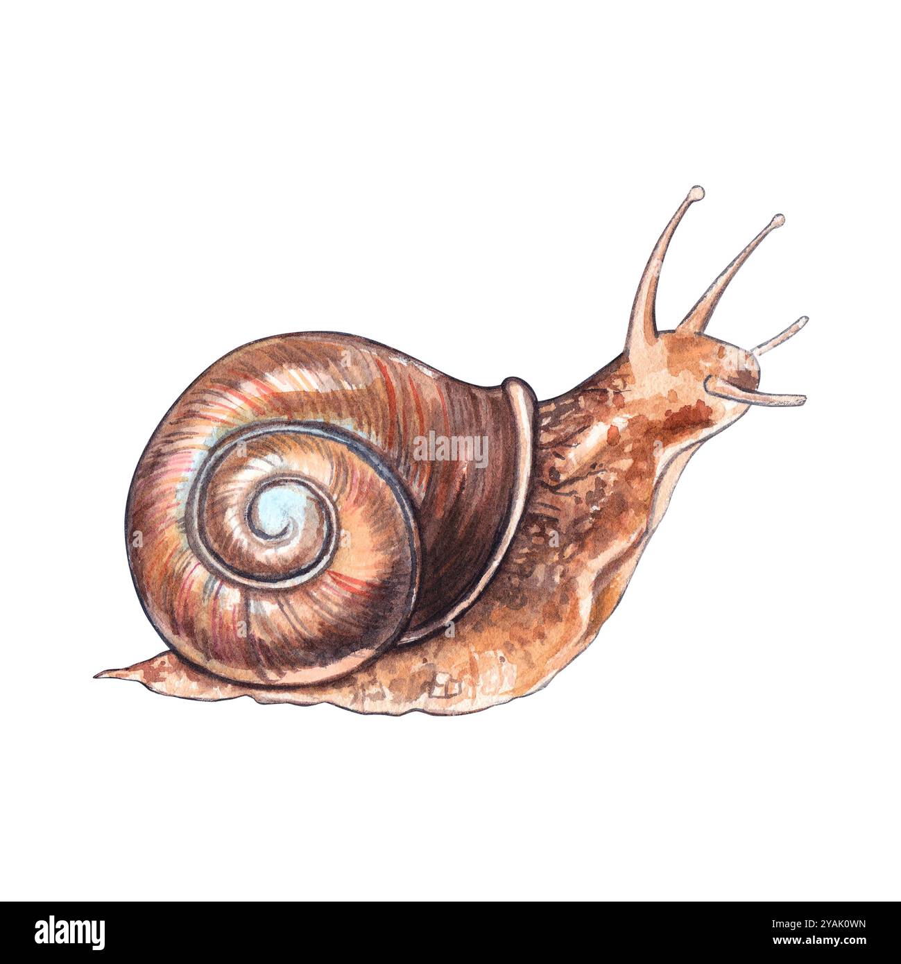 Snail. Watercolor hand-drawn illustration forest invertebrate animal ...