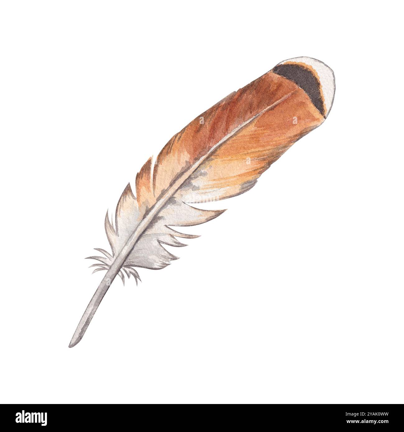 Bird feather. Watercolor hand-drawn illustration brown plumage. Clipart ...