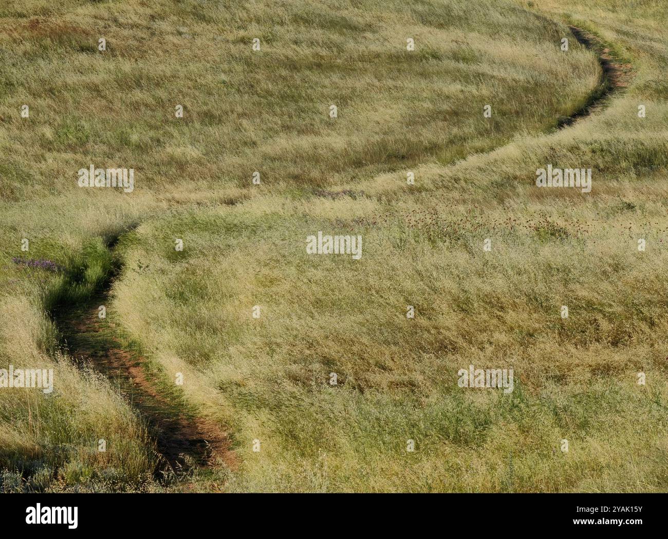Abstract Motion: Grassy Curve and Road Line, Defining the Path Stock ...