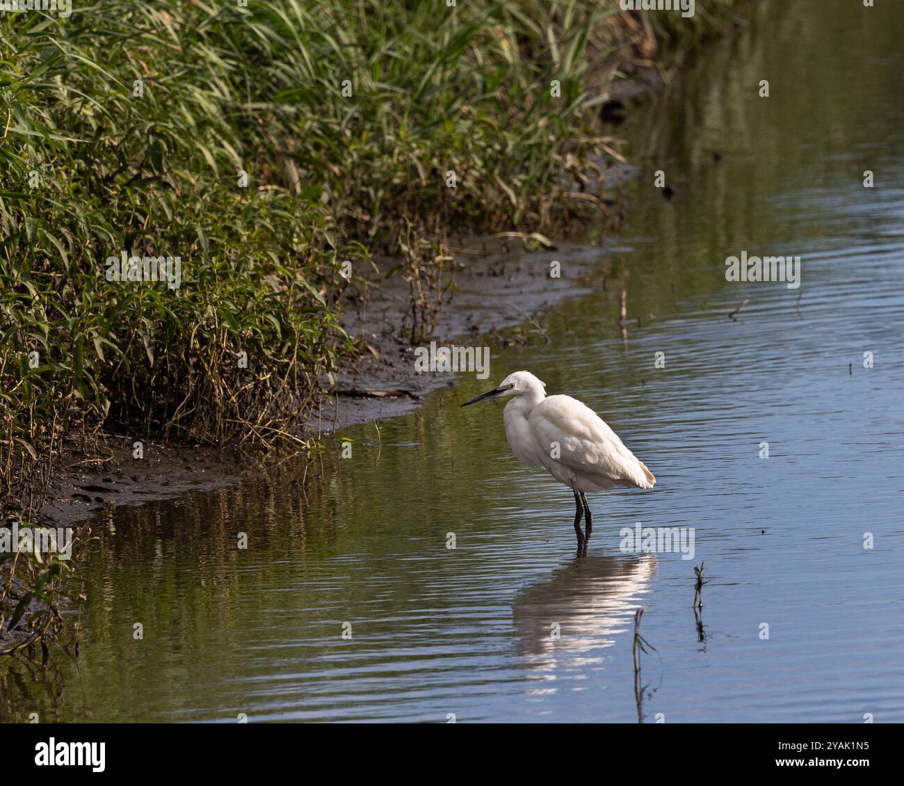 Ferring 2024 hi-res stock photography and images - Alamy