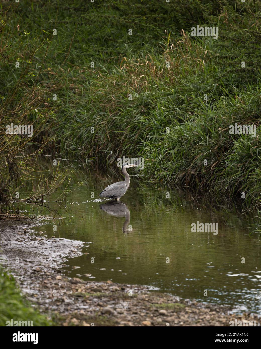 Grey Heron at Ferring Rife, West Sussex, 2024 Stock Photo - Alamy