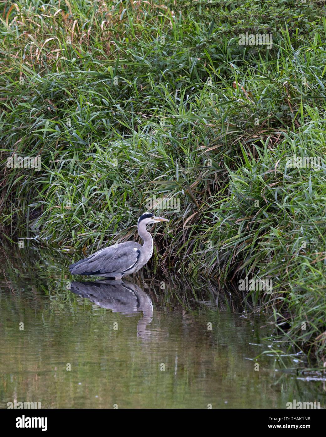 Grey Heron at Ferring Rife, West Sussex, 2024 Stock Photo - Alamy