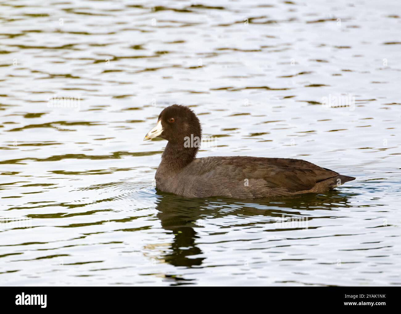 Muskoka fauna hi-res stock photography and images - Alamy