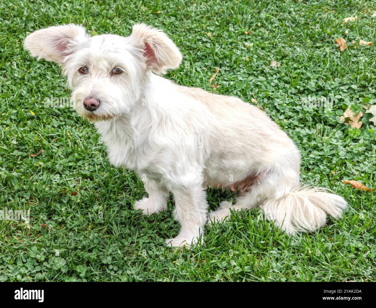 Cute little white puppy , posing in the grass. The dog with big ears ...