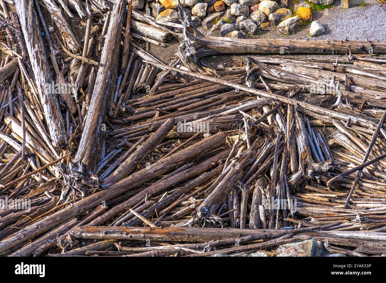 Tree trunks and branches washed ashore after a storm Stock Photo - Alamy