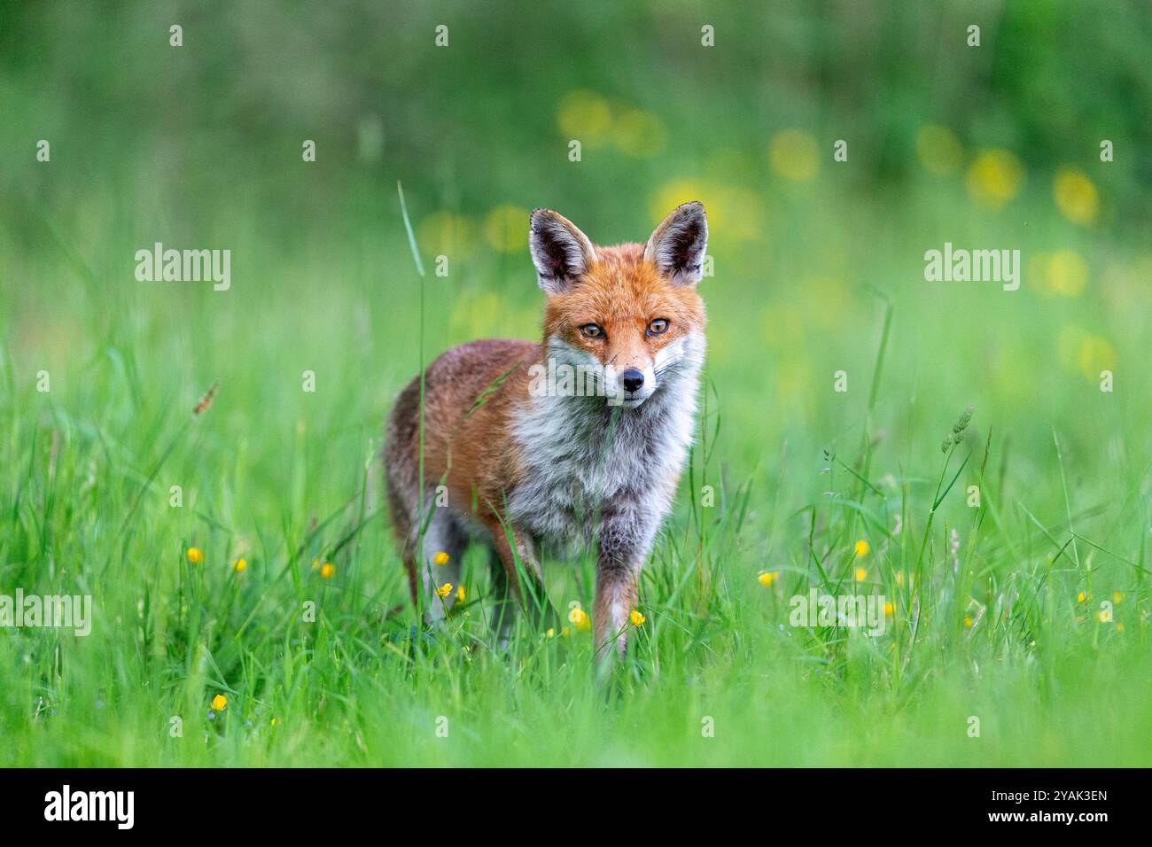 Photographs of UK Foxes Stock Photo - Alamy