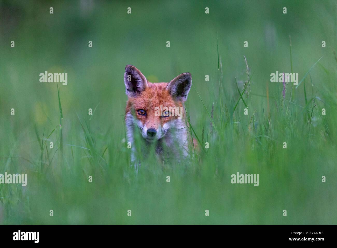 Photographs of foxes hi-res stock photography and images - Alamy