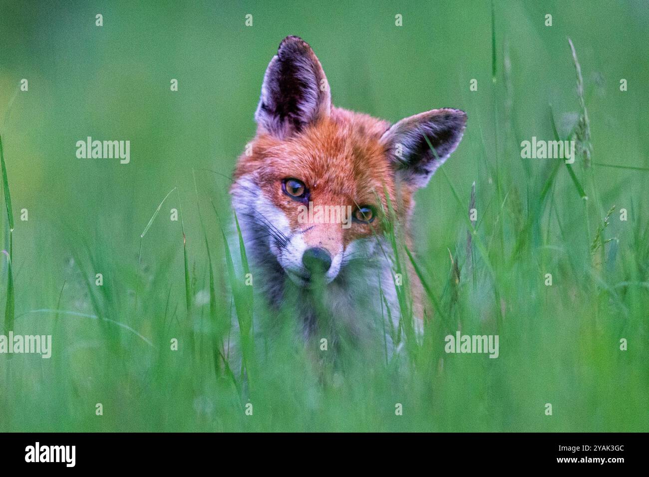 Photographs of UK Foxes Stock Photo - Alamy