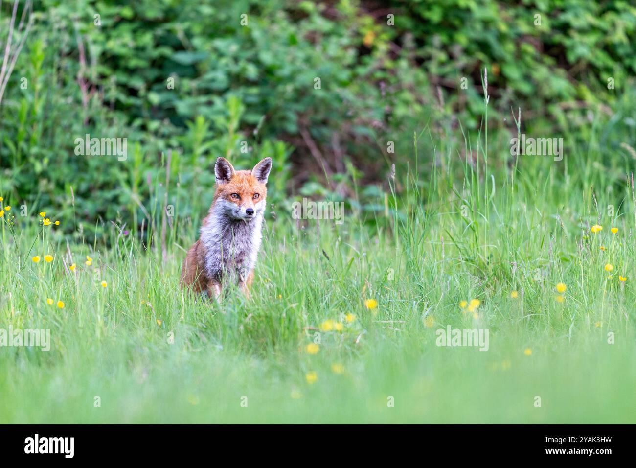 Photographs of UK Foxes Stock Photo - Alamy