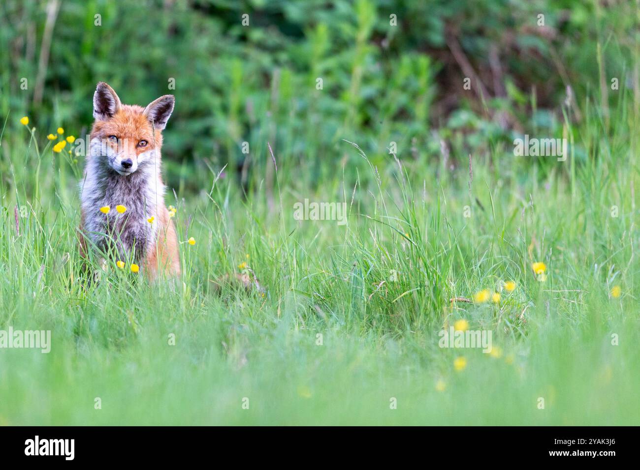 Photographs of UK Foxes Stock Photo - Alamy