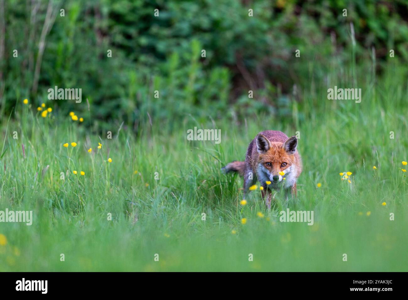 Photographs of UK Foxes Stock Photo - Alamy