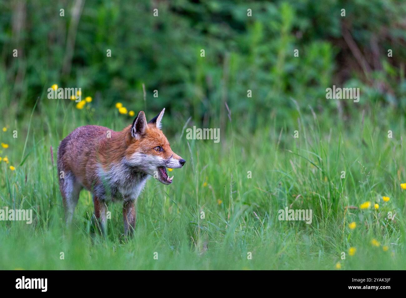 Photographs of UK Foxes Stock Photo - Alamy