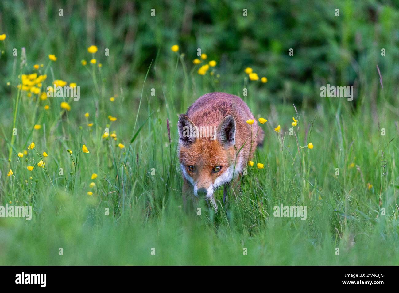 Photographs of foxes hi-res stock photography and images - Alamy