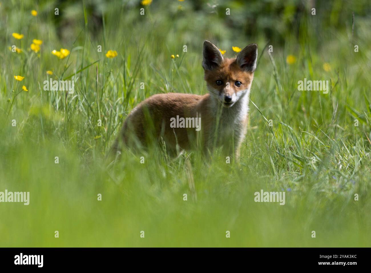 Photographs of UK Foxes Stock Photo - Alamy