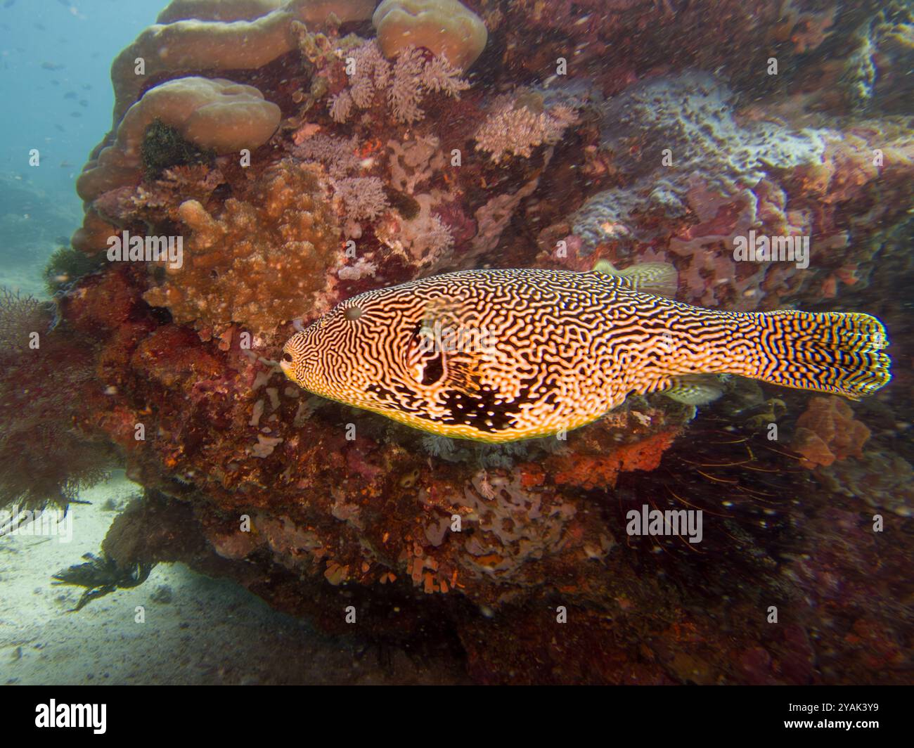Map Puffer (Arothron mappa), or Scribbled toadfish, at a coral reef outside Puerto Galera ...