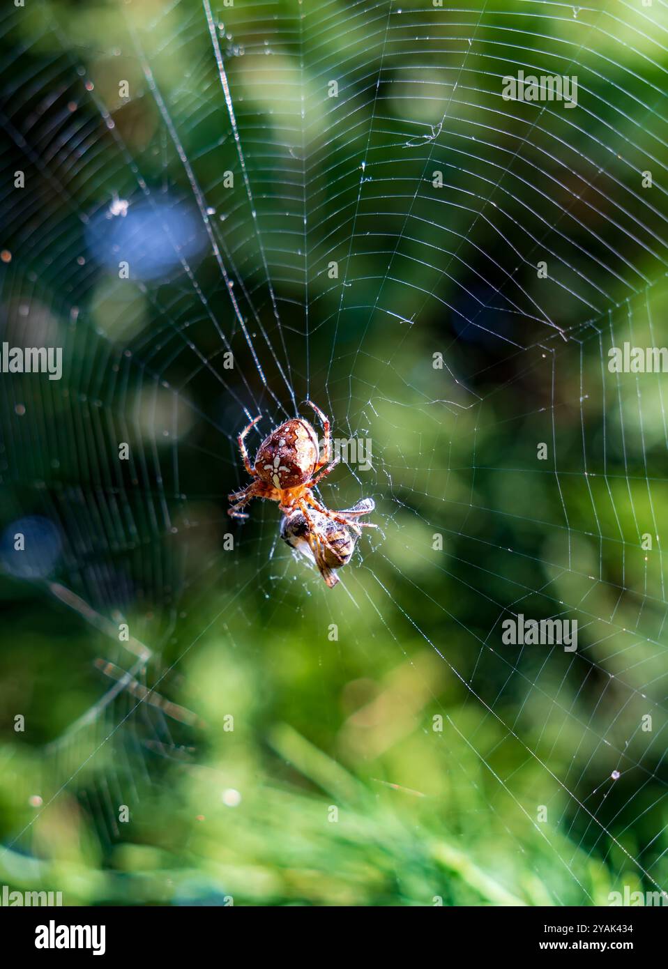 Spider Catching Prey- Capture the moment a spider catches its prey in ...