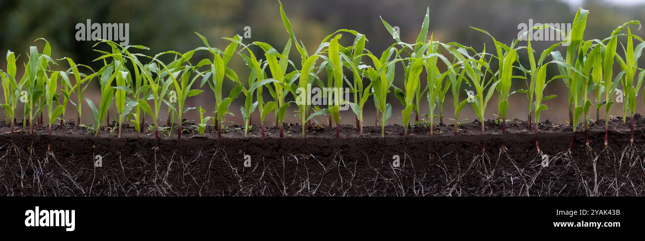 Young corn shoots roots hi-res stock photography and images - Alamy