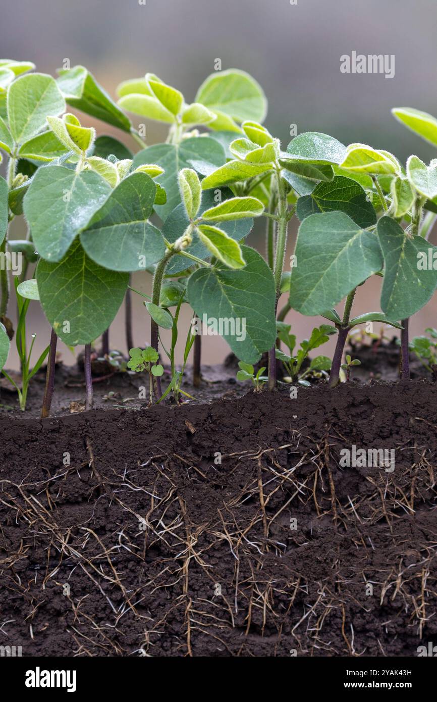 young sunflower plants in soil with roots Stock Photo - Alamy