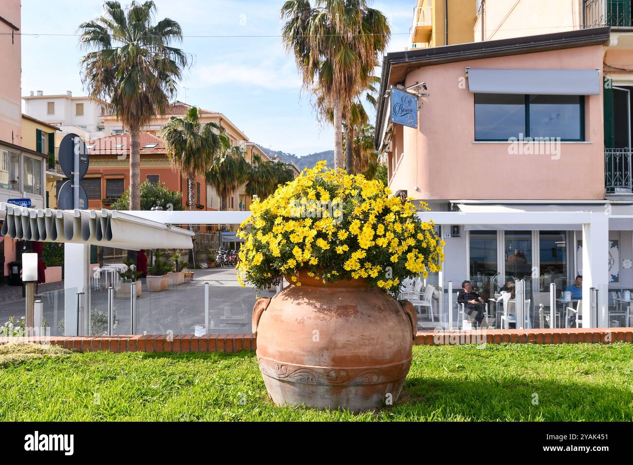 A terracotta jar with a flowering plant of Euryops on the Ciccione ...