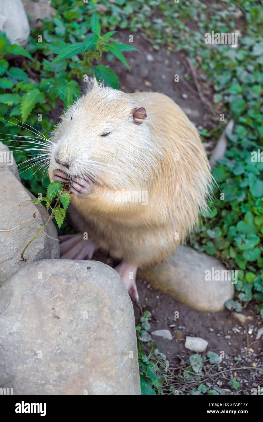 Adorable capybara close up hi-res stock photography and images - Alamy