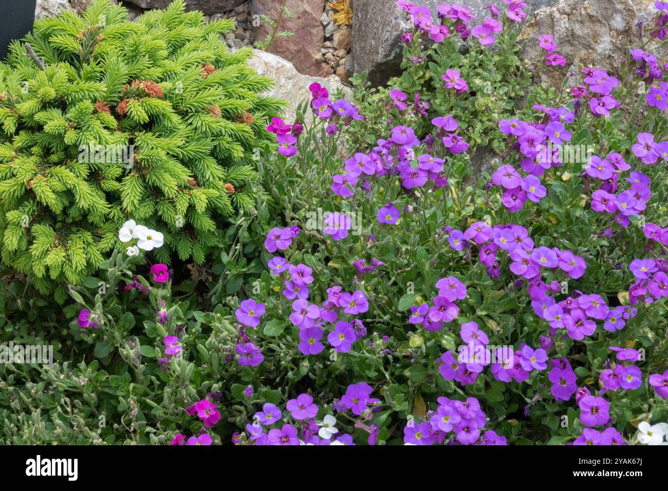 Dwarf norway spruce hi-res stock photography and images - Alamy
