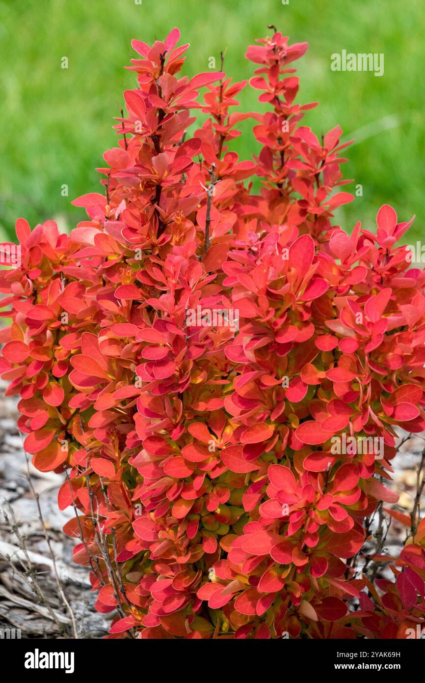 Berberis thunbergii "Orange Ice" Red Japanese Barberry Stock Photo - Alamy