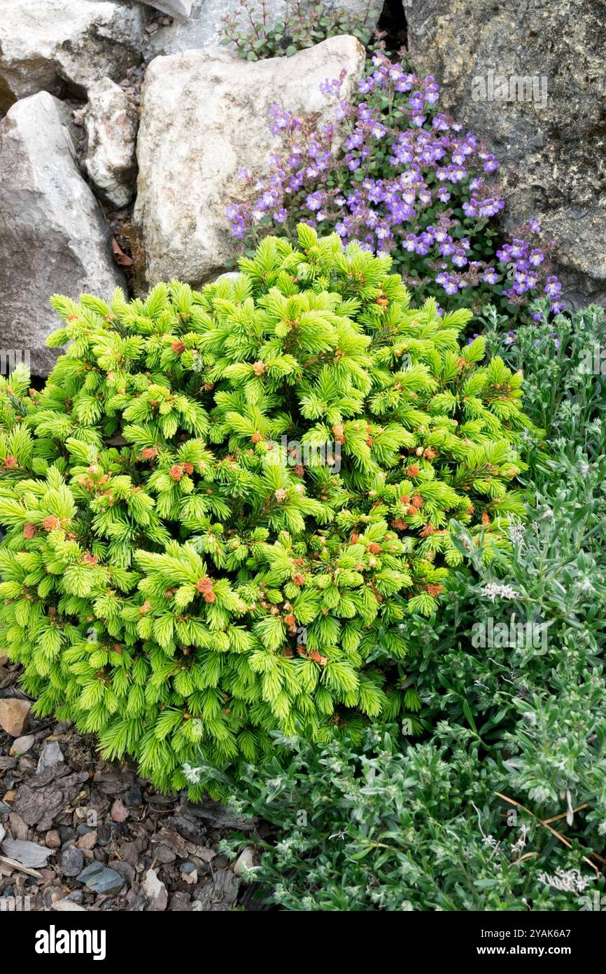 Picea abies hoheinsteg hi-res stock photography and images - Alamy