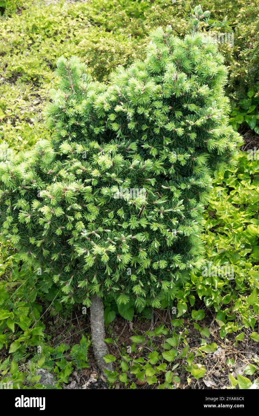 Slow trees hi-res stock photography and images - Alamy