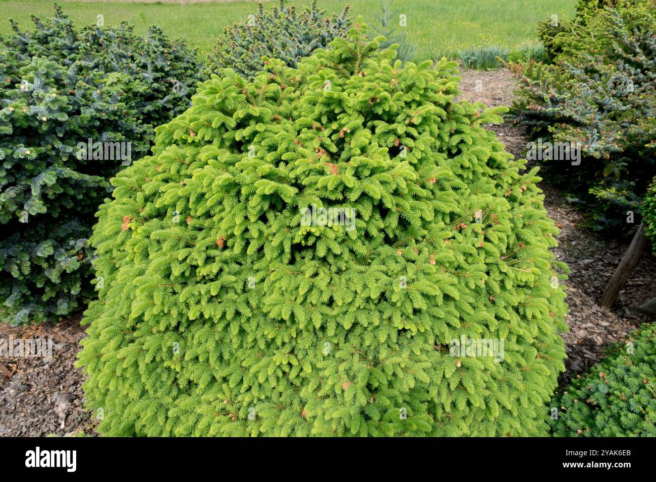 Dwarf tiny miniature form hi-res stock photography and images - Alamy