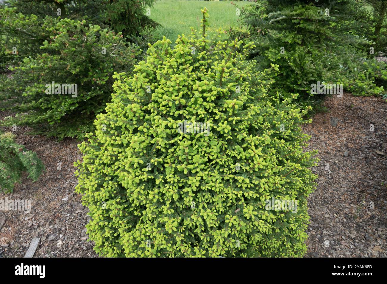 Norway Spruce, Slow Growing Picea abies "Compacta" Tree Compact ...