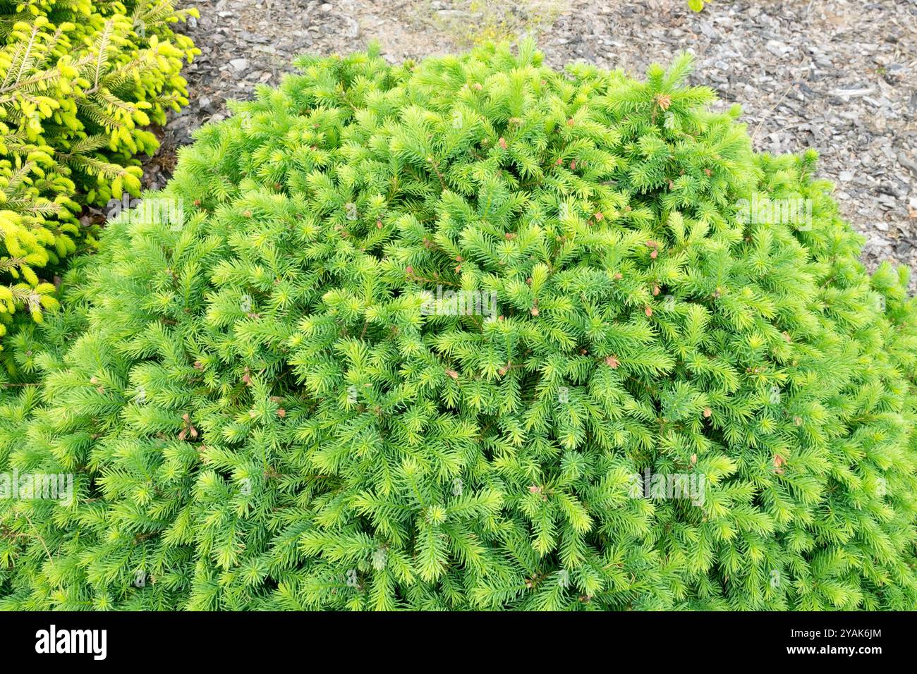 Norway Spruce Picea abies "Gregoryana" Compact Spherical Dwarf Stock Photo - Alamy