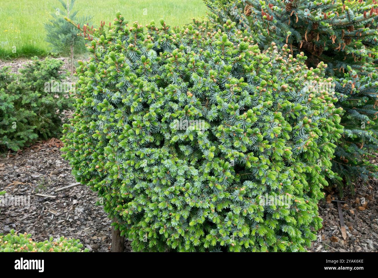 Picea sitchensis Pimoko growth dwarf and regularly spherical ...