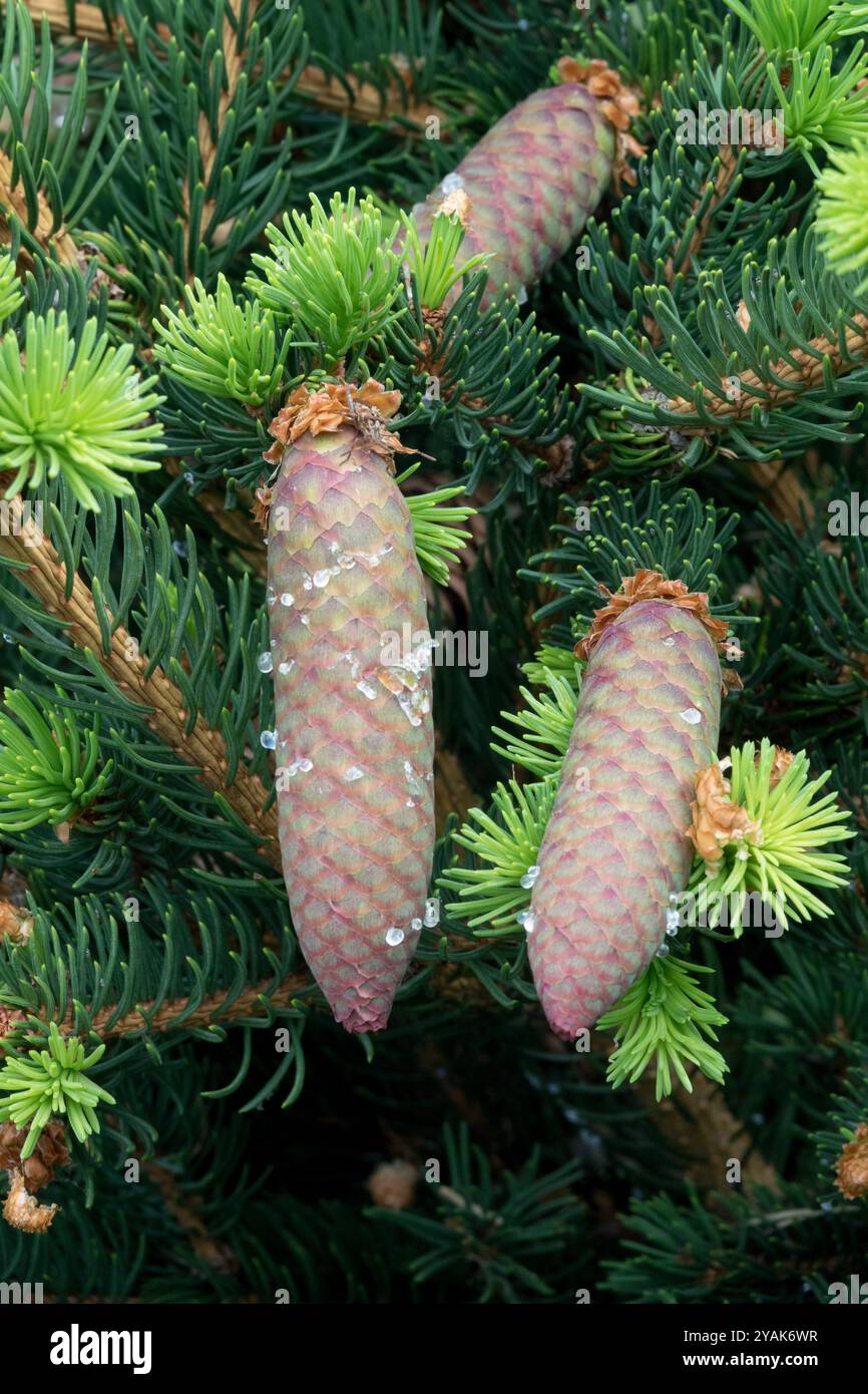 Norway Spruce Cones Picea abies "Lombartsii Stock Photo - Alamy