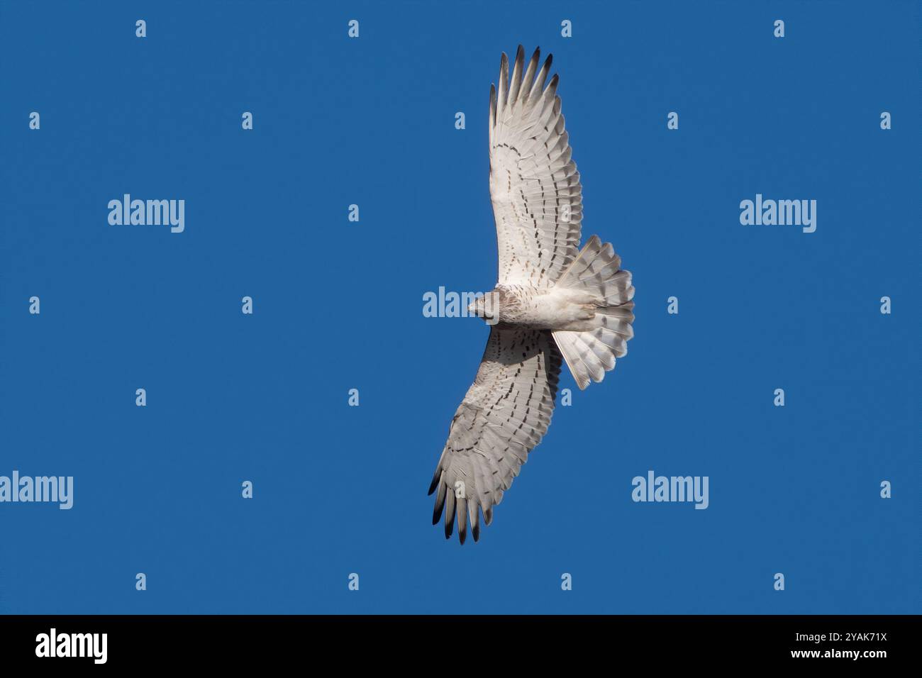 Short toed eagle snake hi-res stock photography and images - Alamy