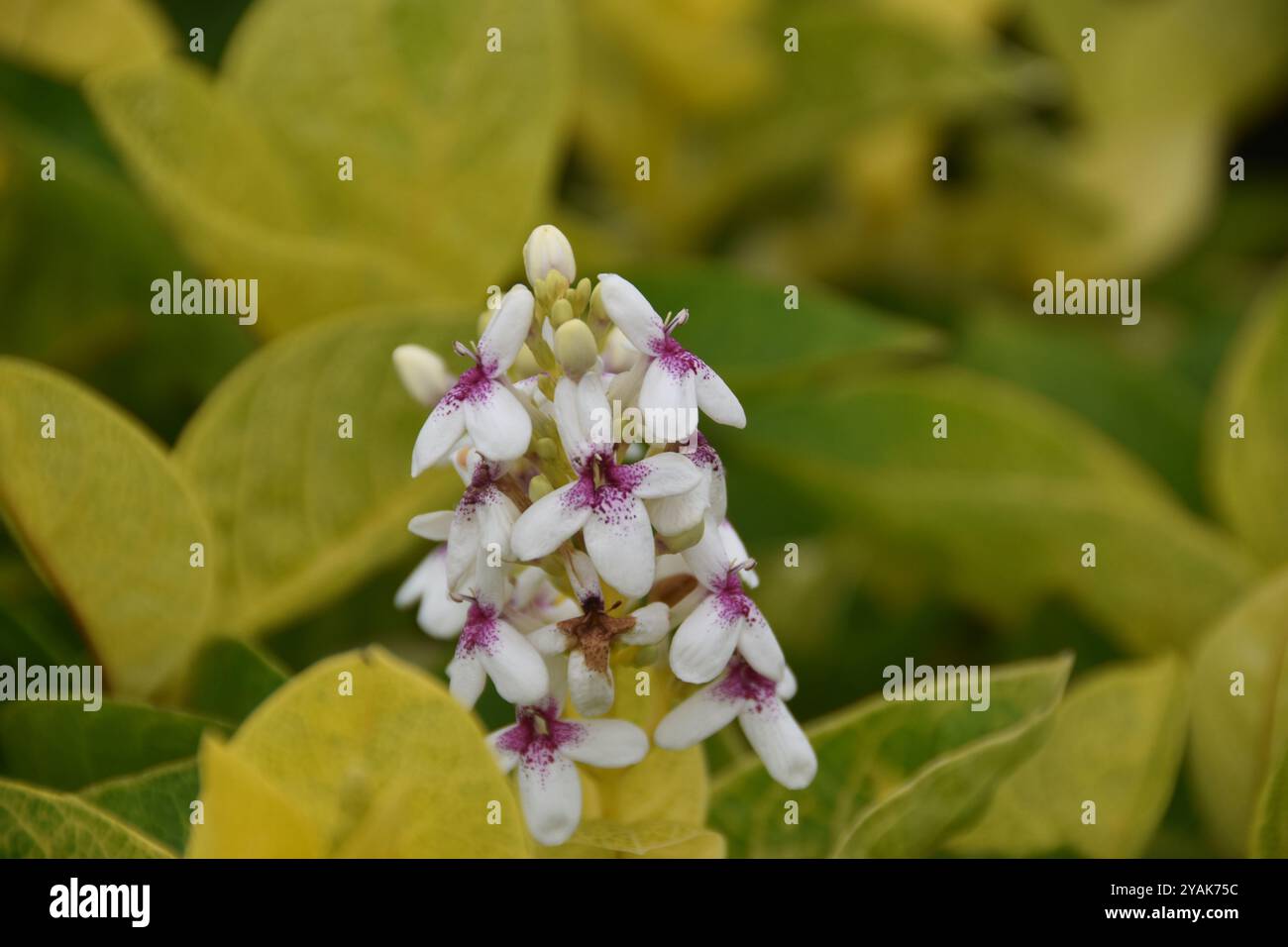Waxy red flower hi-res stock photography and images - Alamy