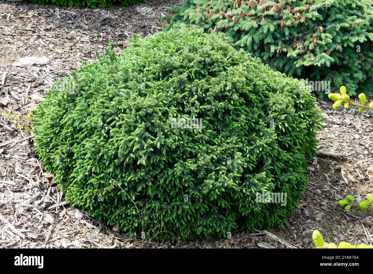 Picea mariana echiniformis glauca hi-res stock photography and images ...