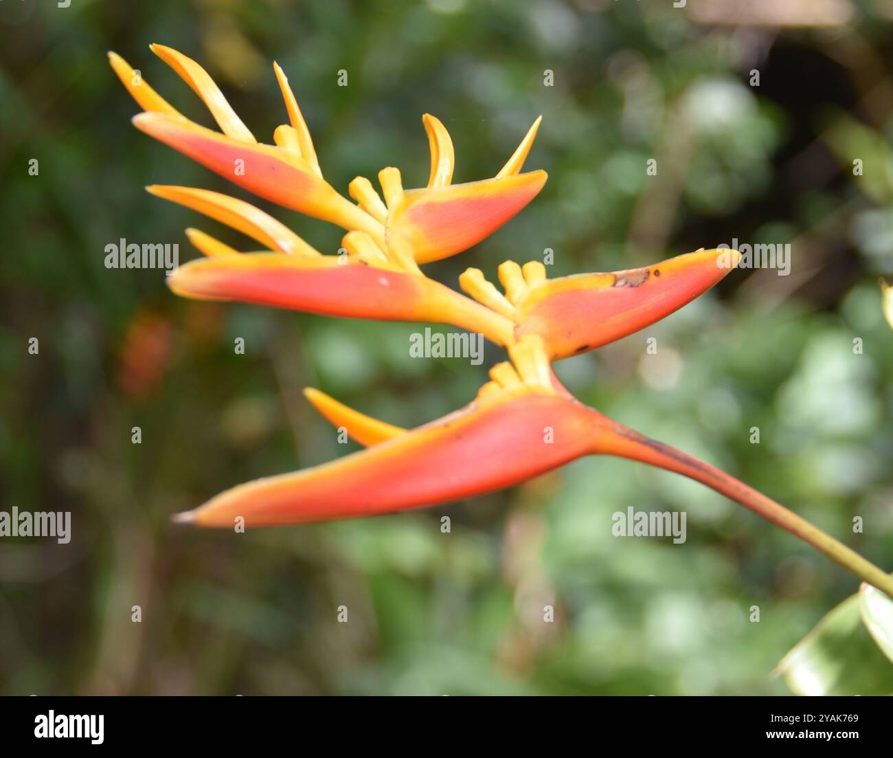 Hawaii island foliage detail hi-res stock photography and images - Alamy