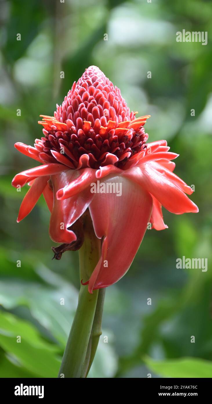 Waxy red flower hi-res stock photography and images - Alamy