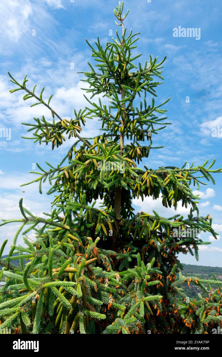 Black Hills Spruce Tree Canadian Spruce, Picea glauca "Coerulea ...