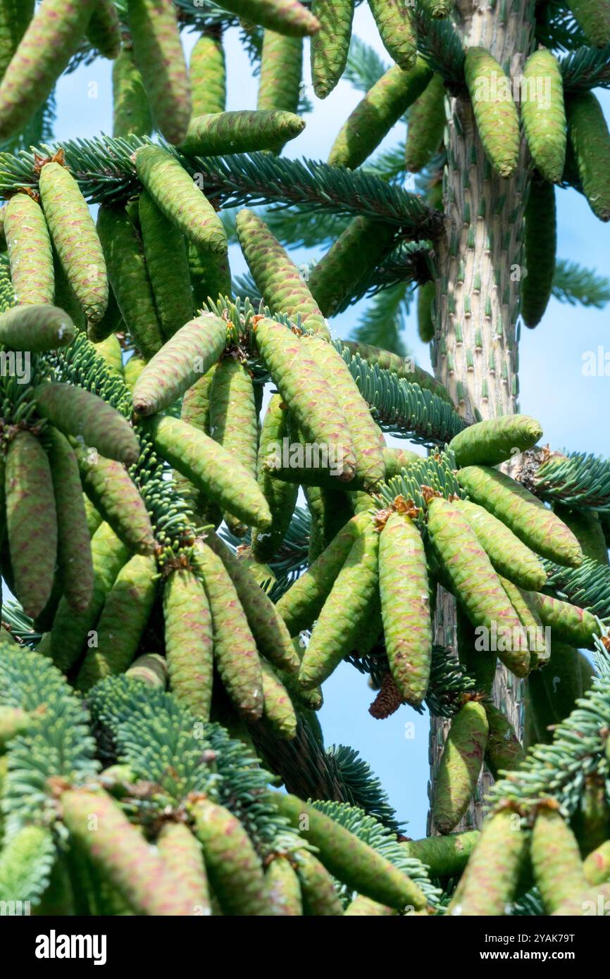 Black Hills Spruce Cones Canadian Spruce, Picea glauca "Coerulea ...