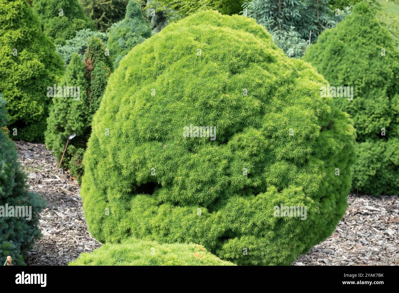 Picea glauca "Alberta Globe" dwarf and spherical in stature, growing on ...