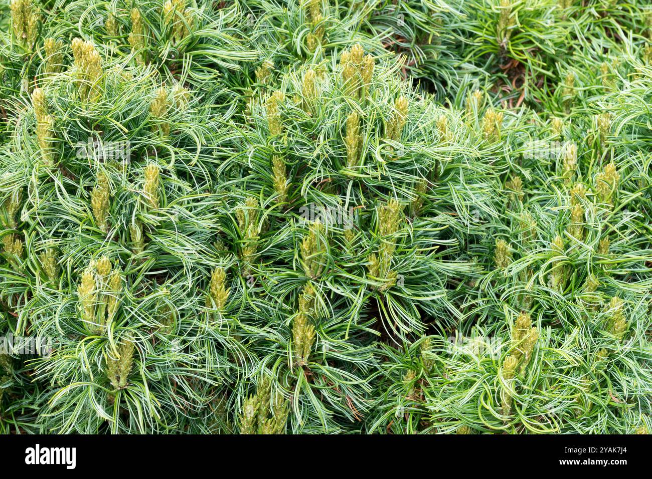 Eastern White Pine Weymouth Pine, Pinus strobus "Green Twist Stock ...