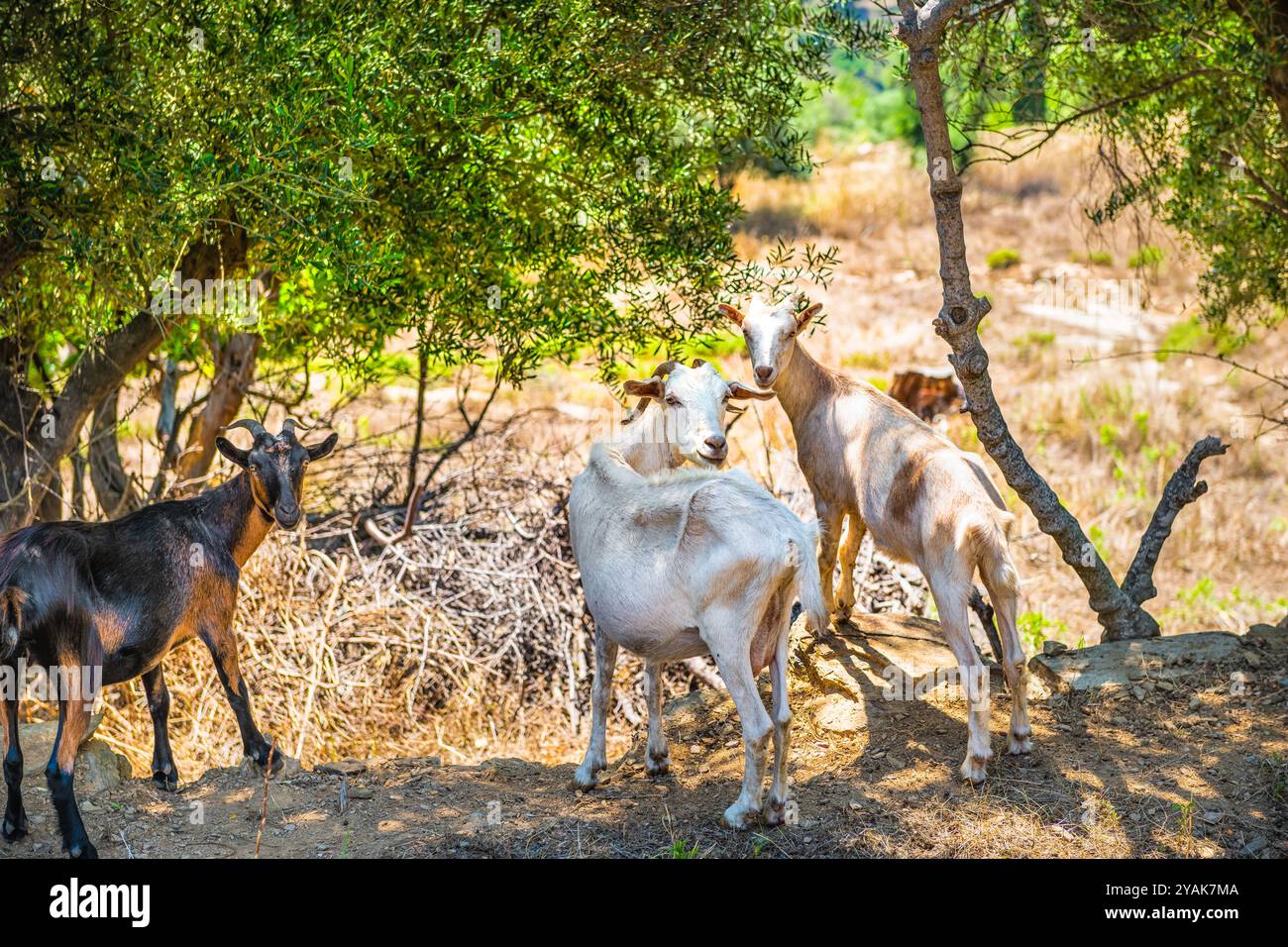Goats grazing on grass field with bell, domestic farm animals raised ...