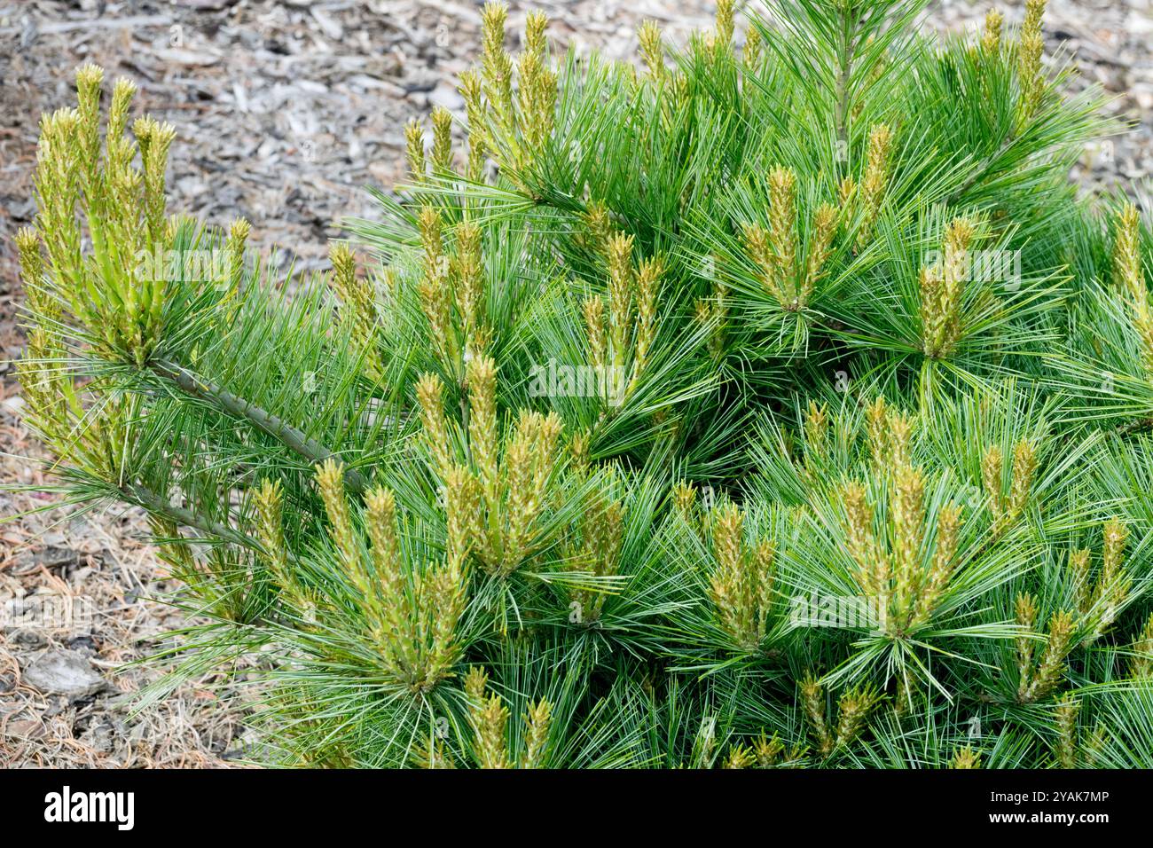 Branches eastern white pine hi-res stock photography and images - Alamy