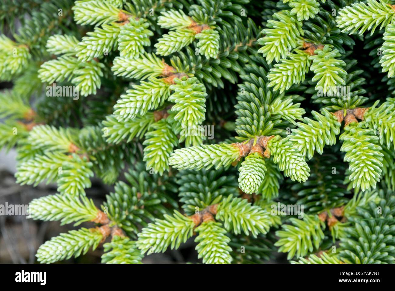 Abies pinsapo tuareg hi-res stock photography and images - Alamy